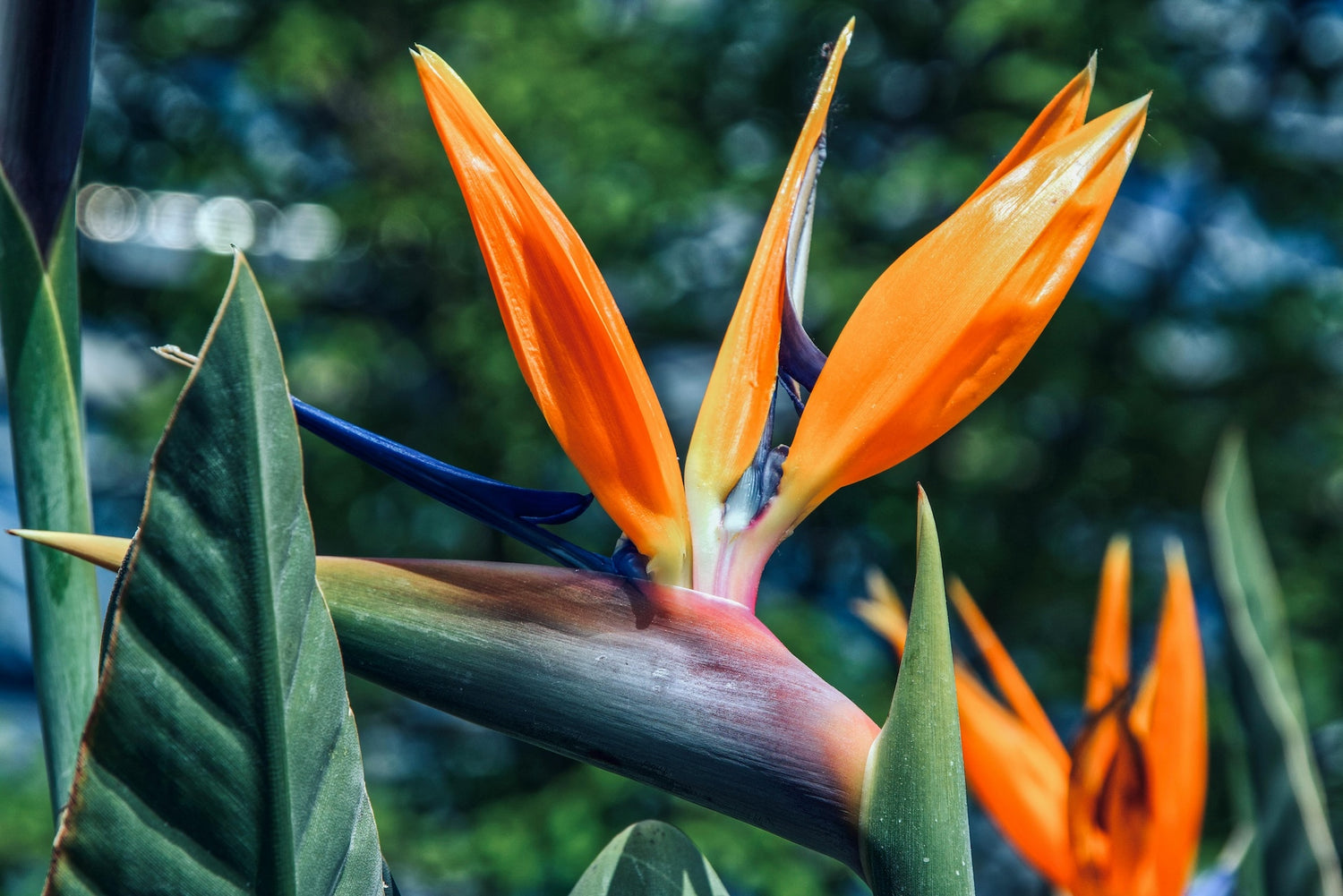 How To Propagate Bird of Paradise From a Cutting – The Green Grower