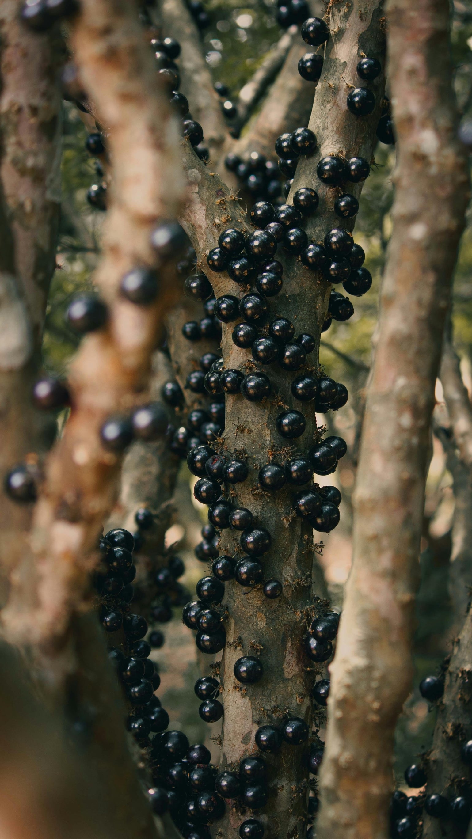 Introducing the Jaboticaba Tree – The Green Grower