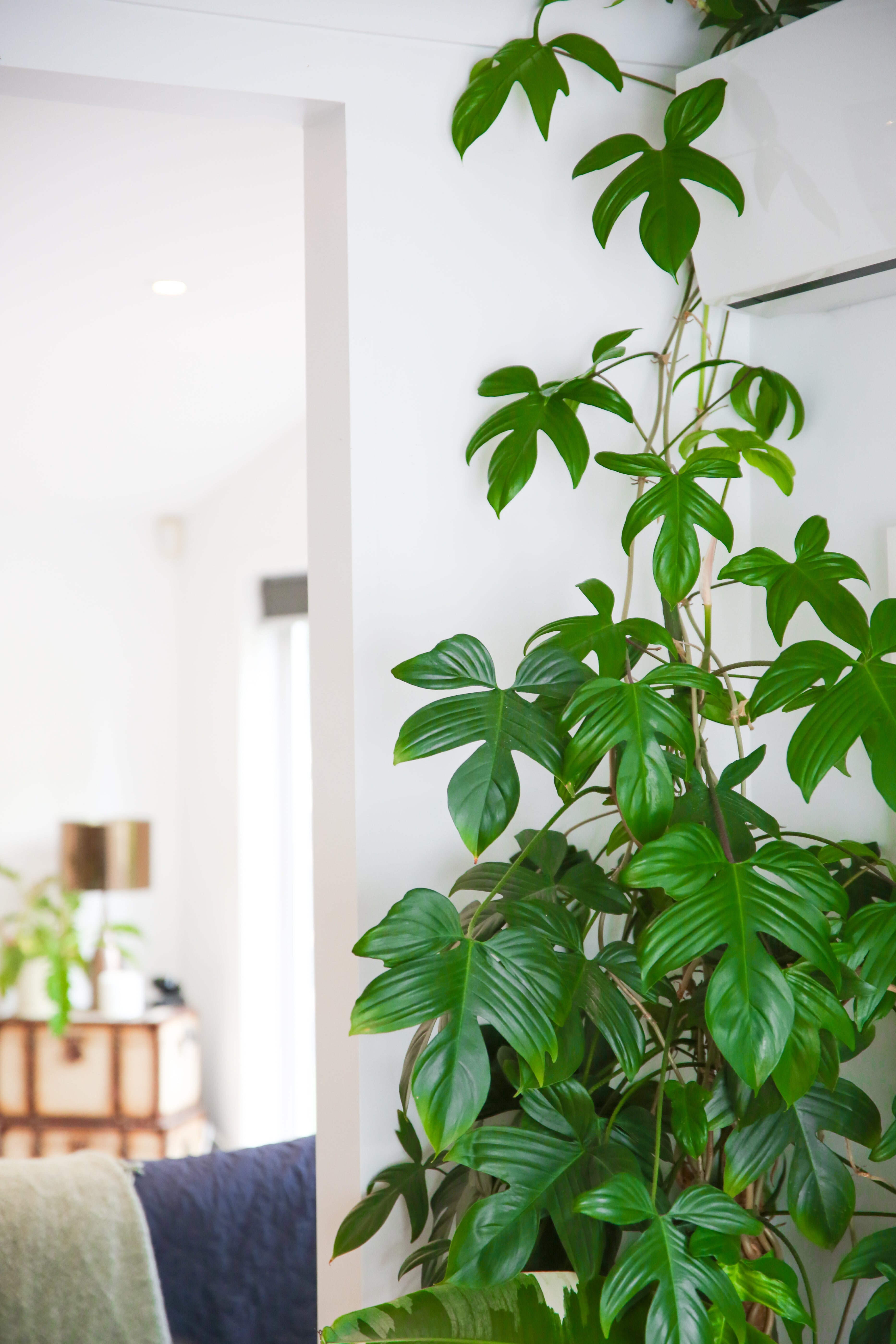 Plants On Sale With The Green Grower