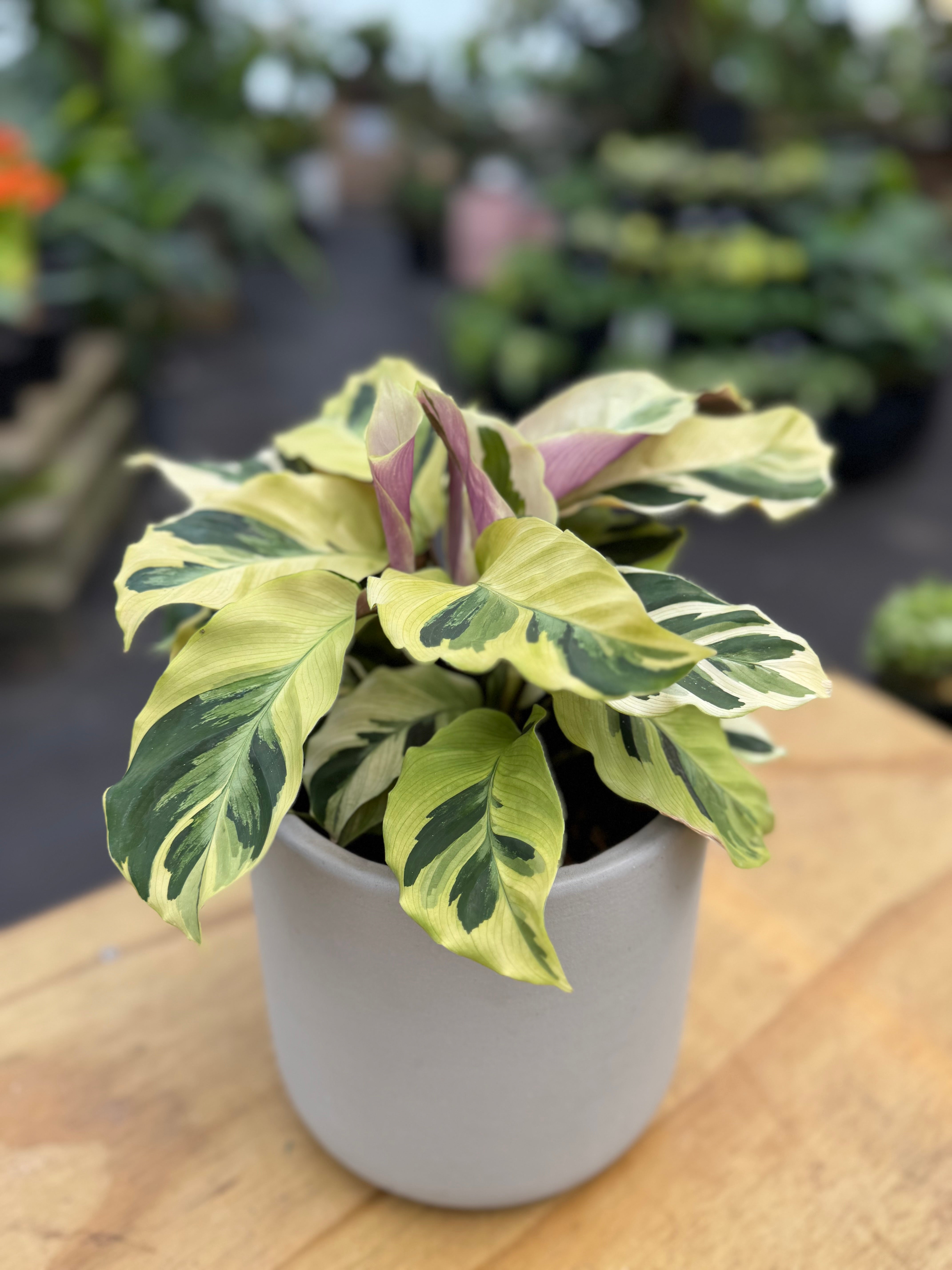 Calathea - Yellow Fusion – The Green Grower