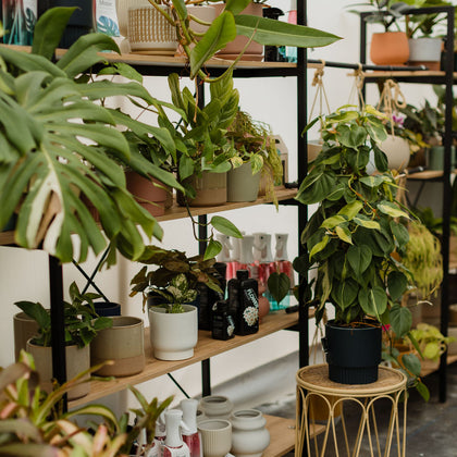 Buy Quality Plants Online, Houseplant Delivery Nationwide – The Green ...