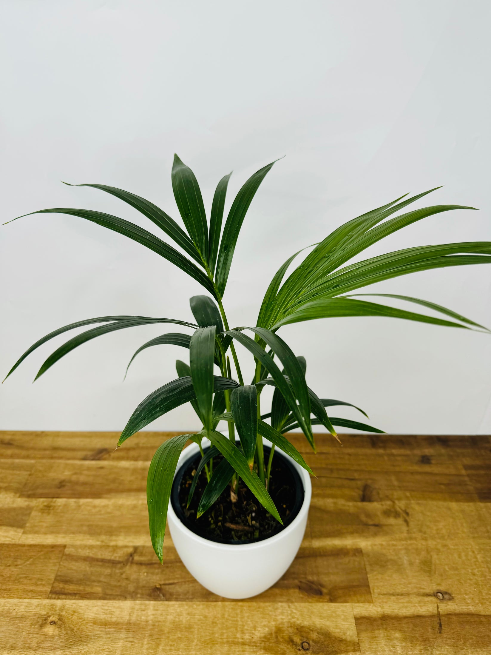 Kentia Palms | Buy Online Now | The Green Grower