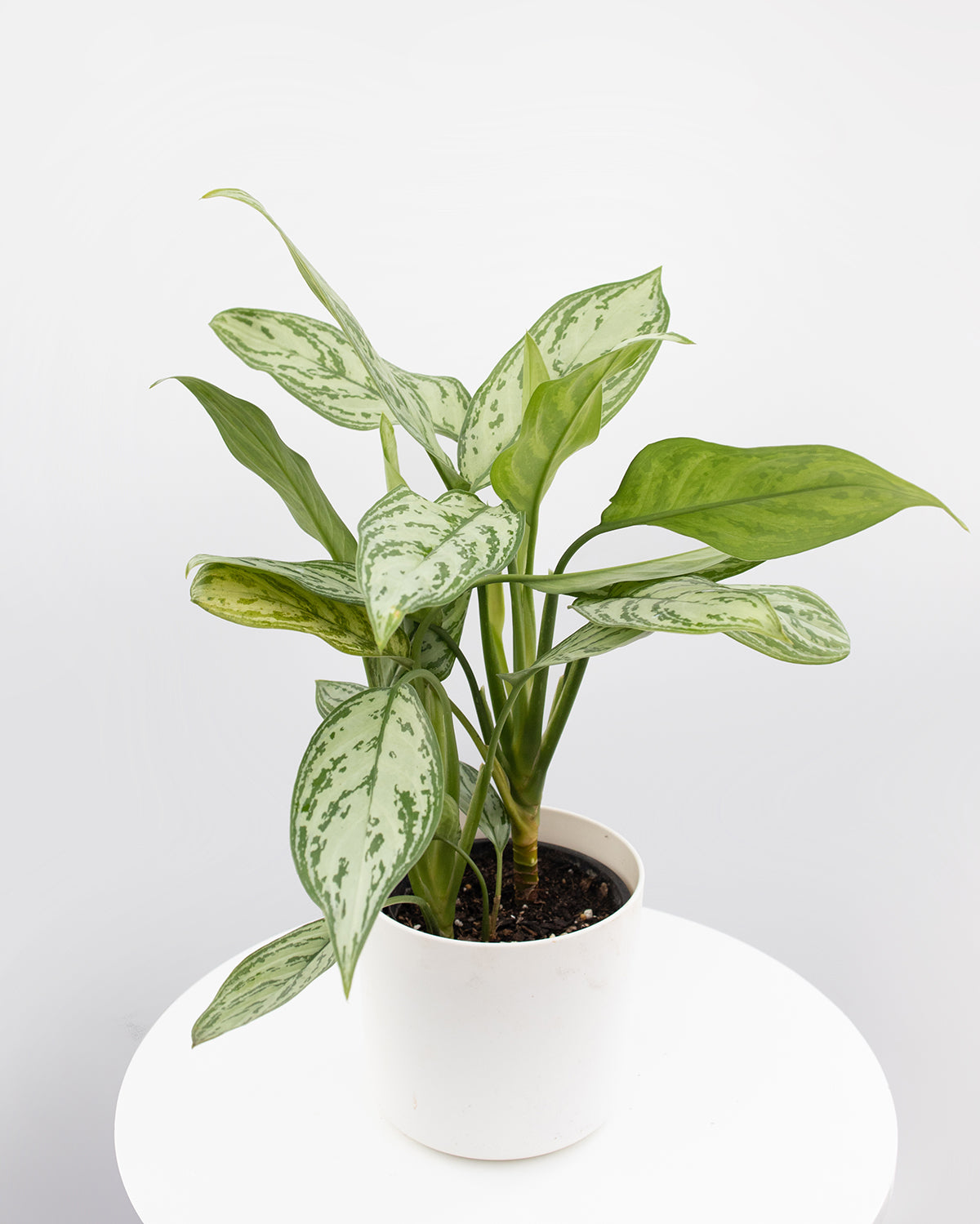 Get Your Aglaonema Silver King Today – The Green Grower