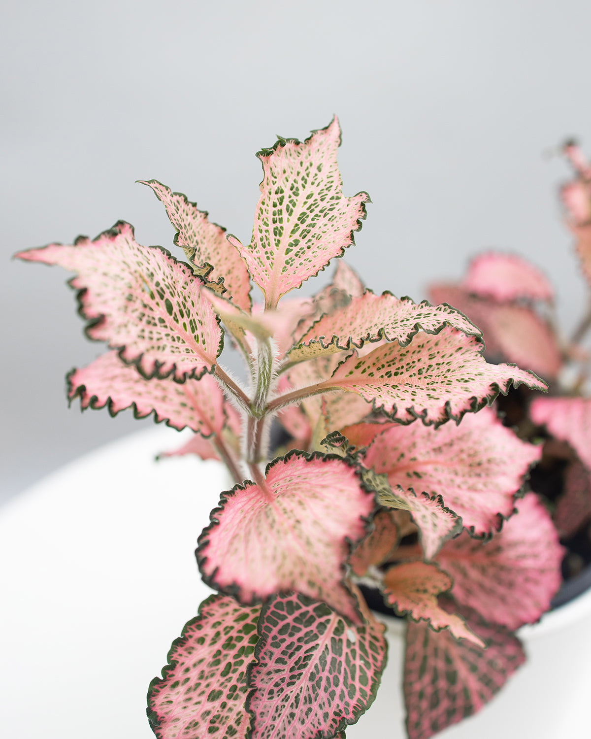Fittonia Pink Star | Buy Online Now | Buy Online Now – The Green Grower