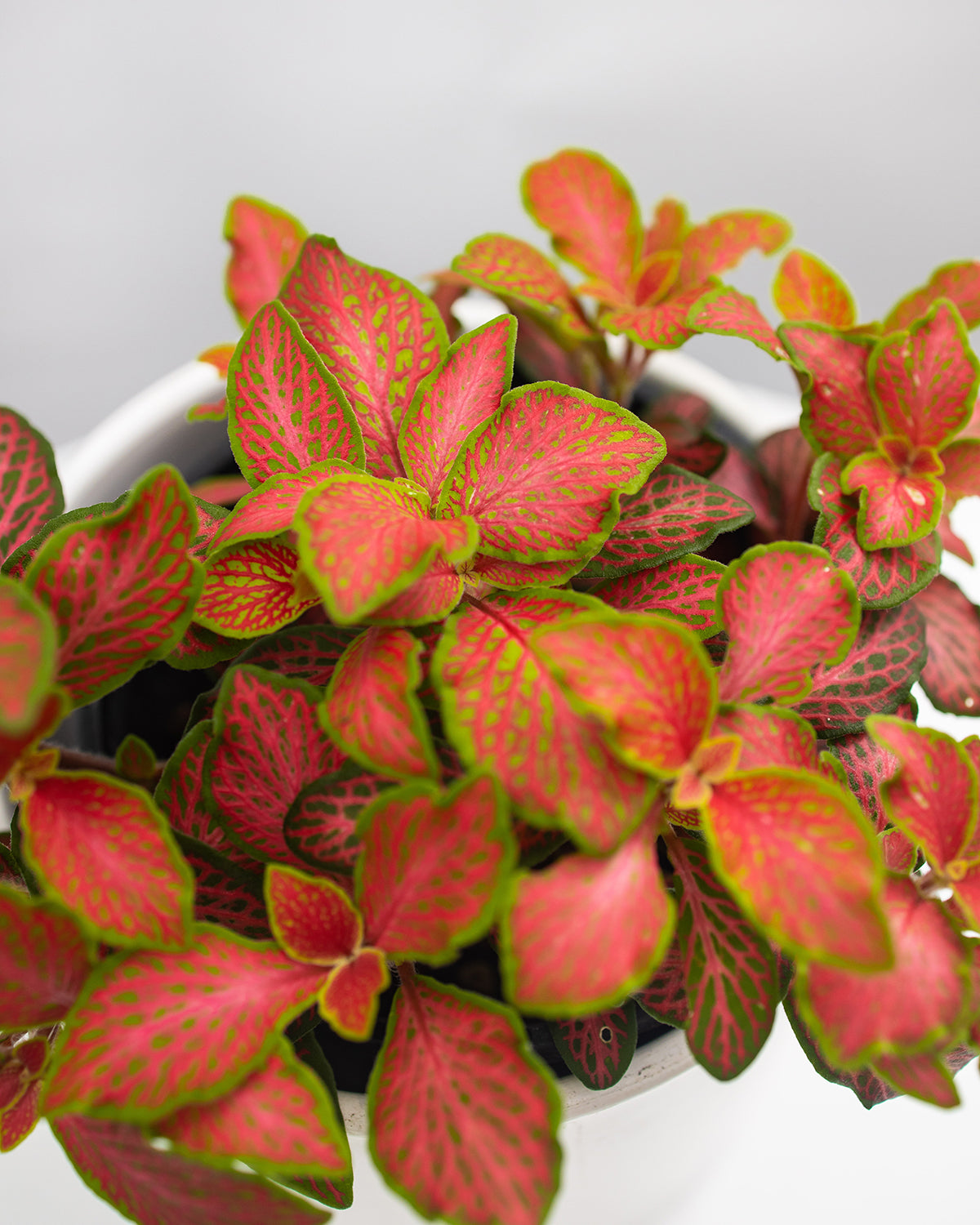 Buy Plants Online | The Green Grower | Houseplant Delivery Nationwide