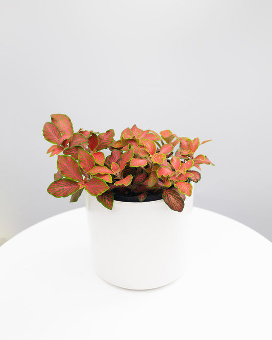 The Green Grower | A haven for plant lovers to buy plants online