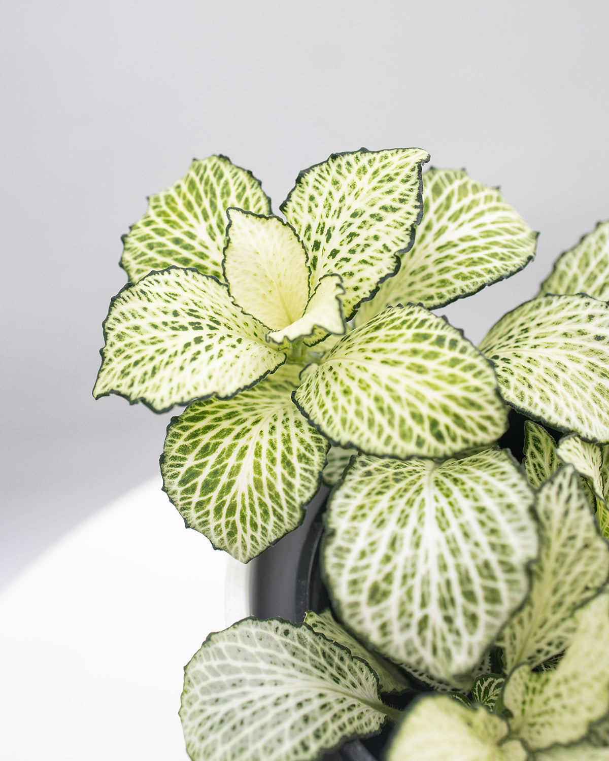 Fittonia White Anne | Buy Online Now | The Green Grower