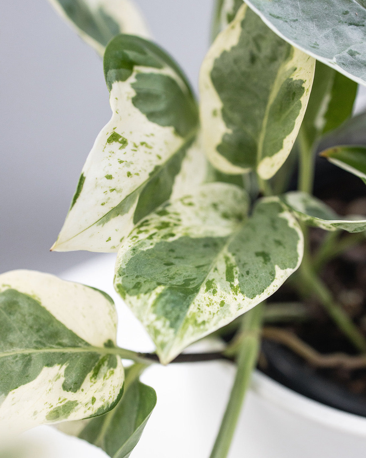 Pothos Glacier | Buy Online Now | The Green Grower