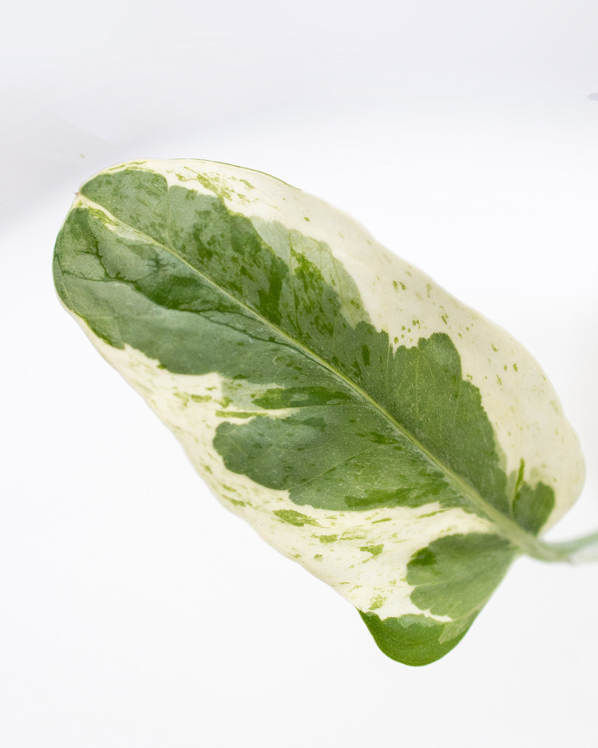 Pothos Glacier | Buy Online Now | The Green Grower