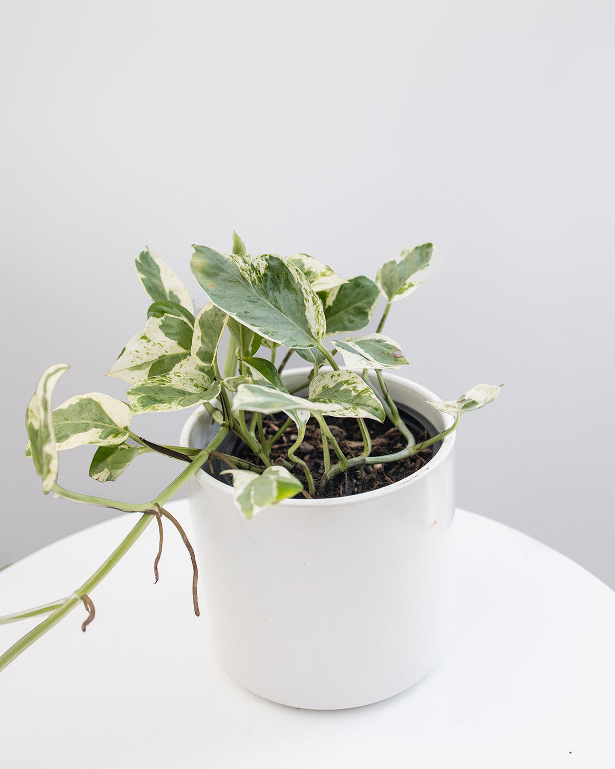 Pothos Glacier | Buy Online Now | The Green Grower