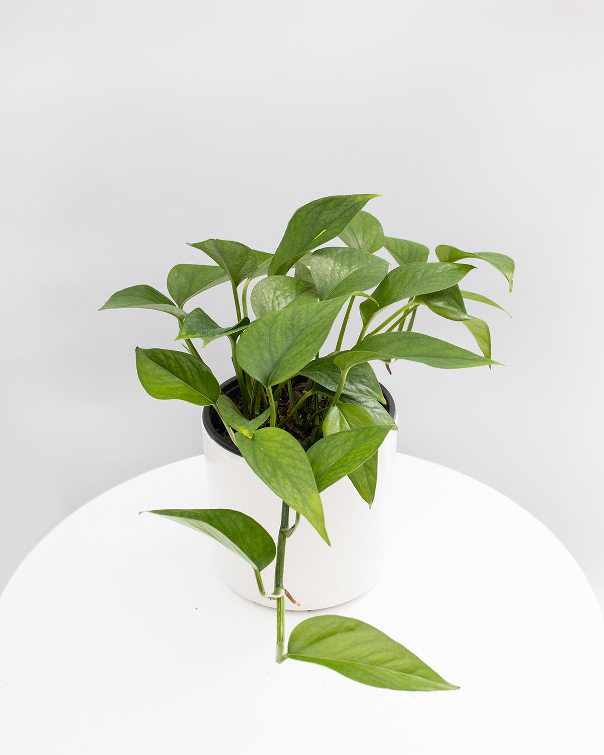 Discover Our Pothos | The Green Grower