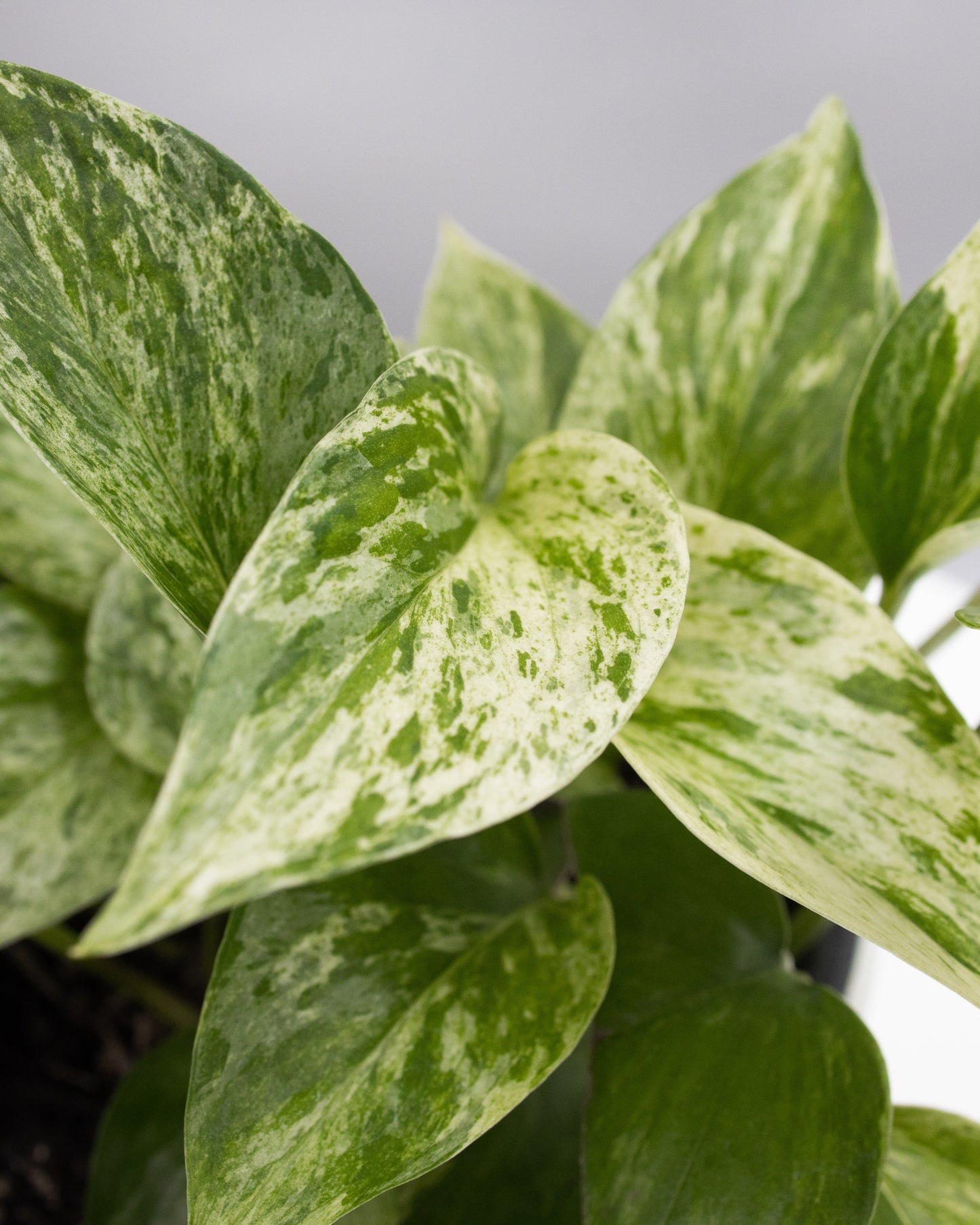 Pothos Marble Queen | Buy Online Now | The Green Grower