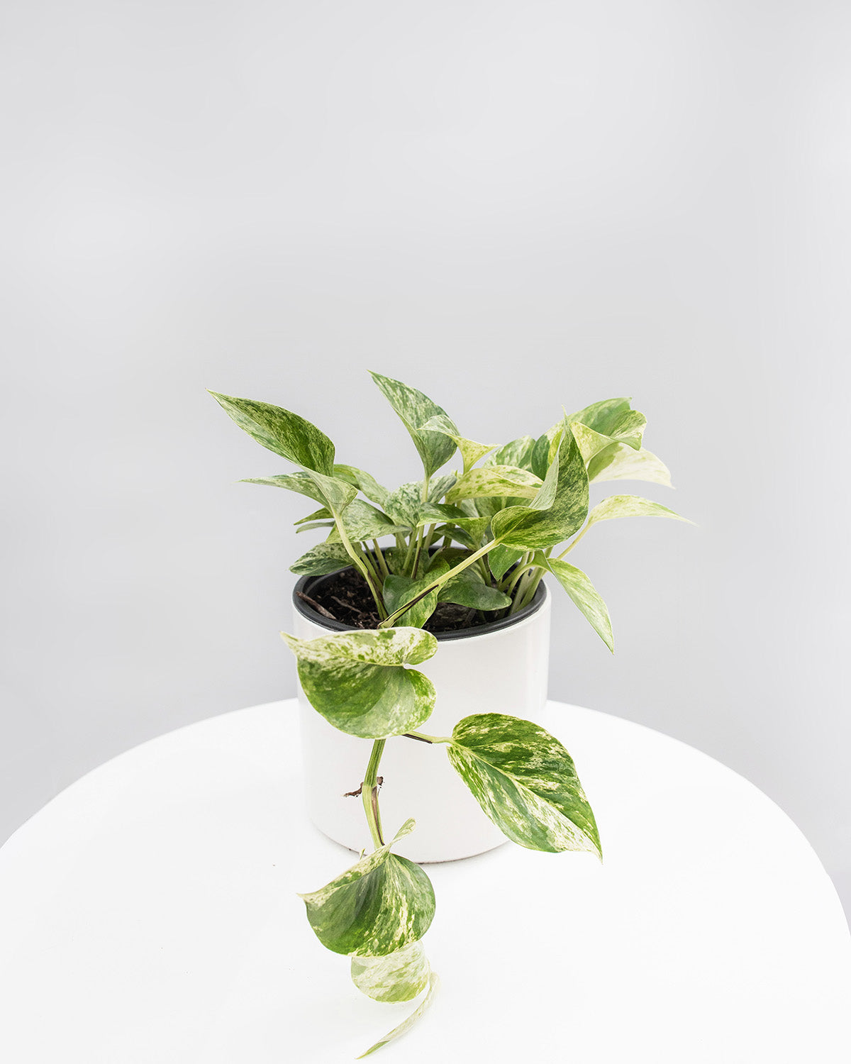 Pothos Marble Queen | Buy Online Now | The Green Grower