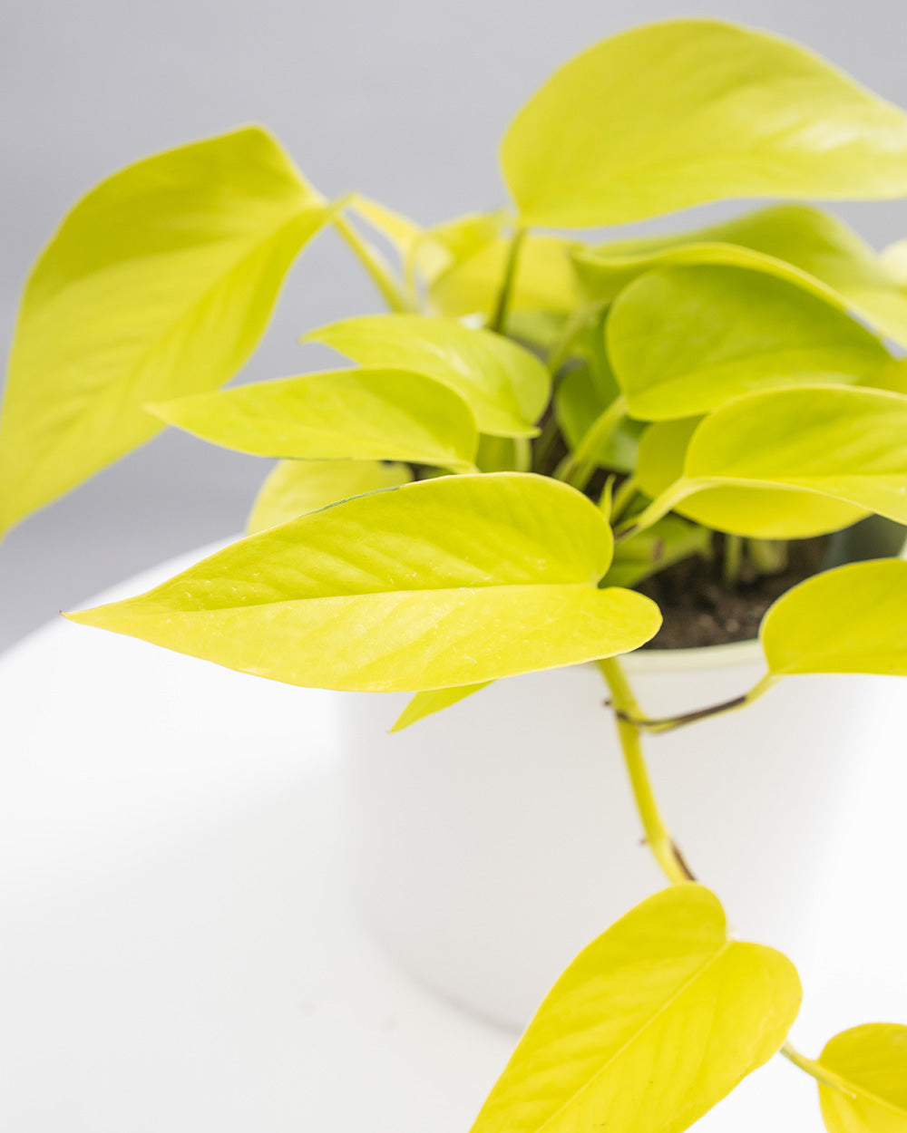 Discover Our Pothos | The Green Grower