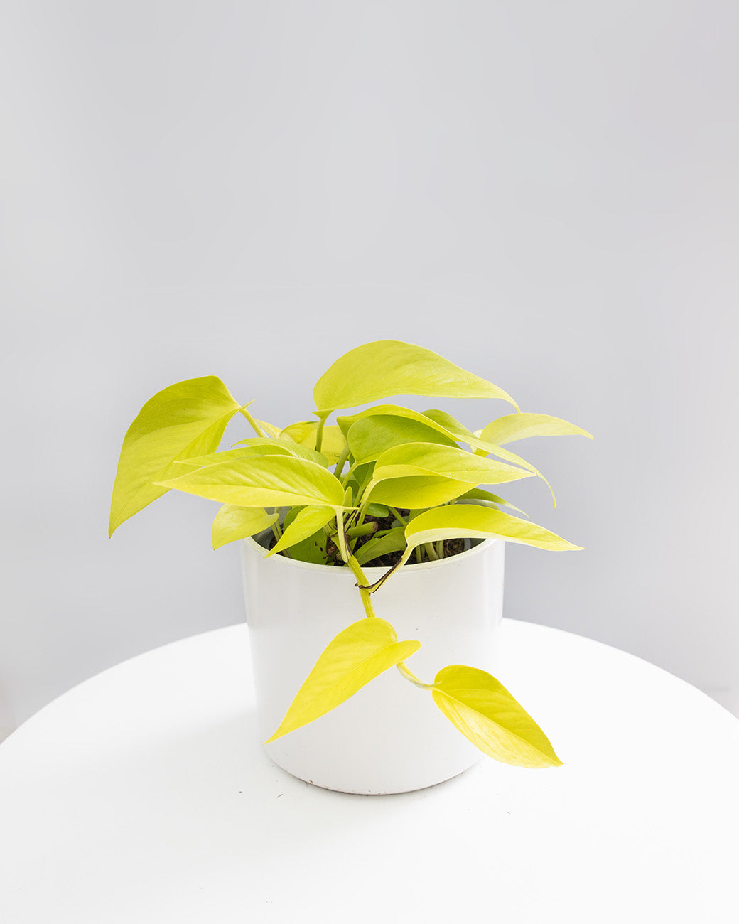 Discover Our Pothos | The Green Grower
