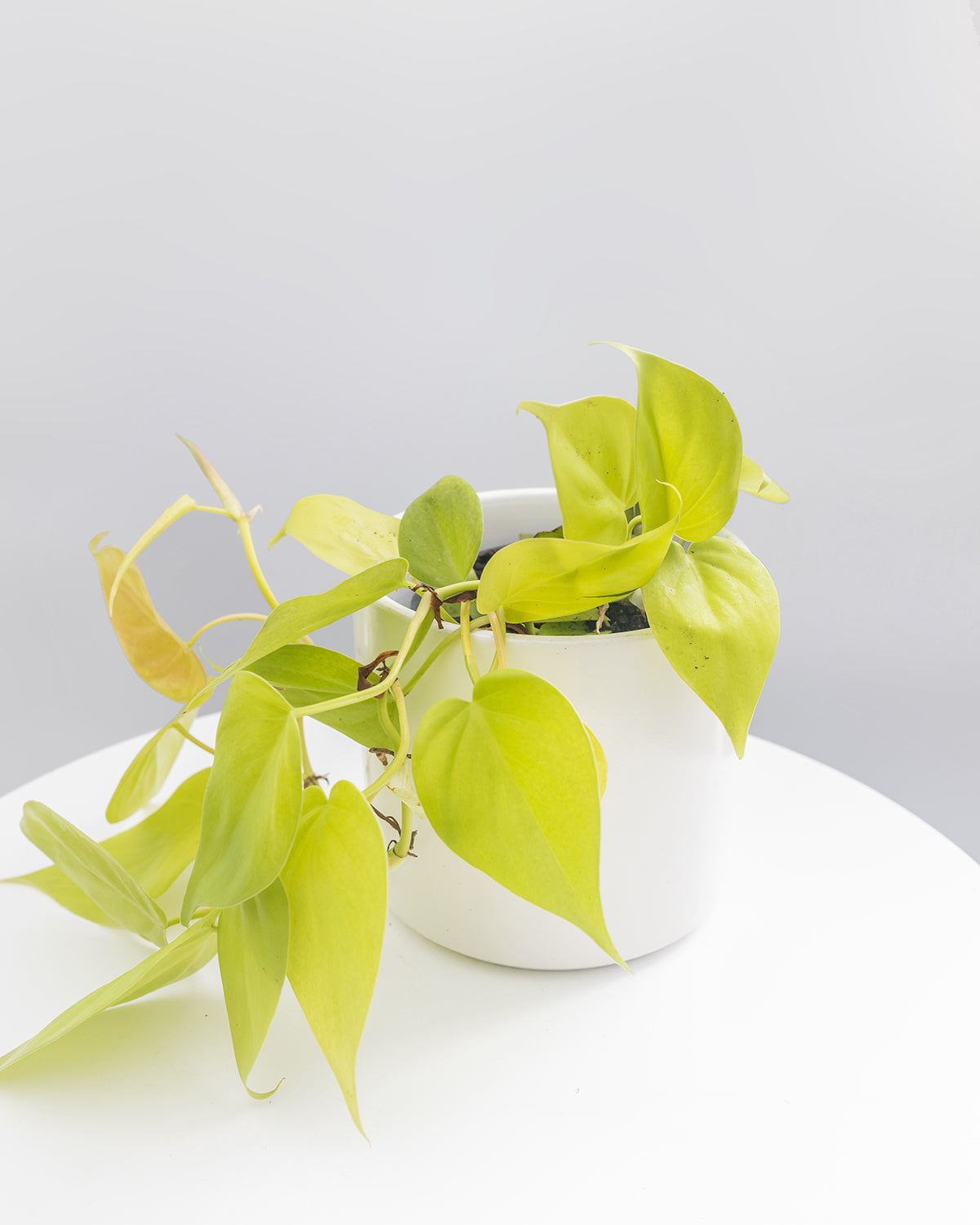 Philodendron Lemon Lime | Buy Online Now | The Green Grower