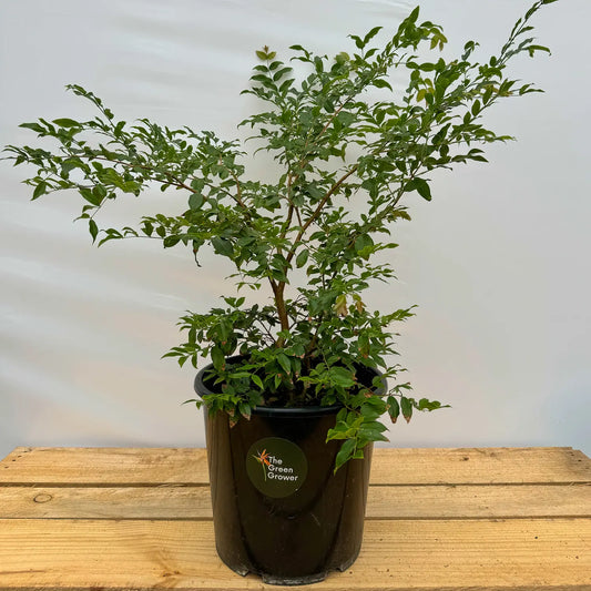 Buy Quality Plants Online, Houseplant Delivery Nationwide – The Green ...