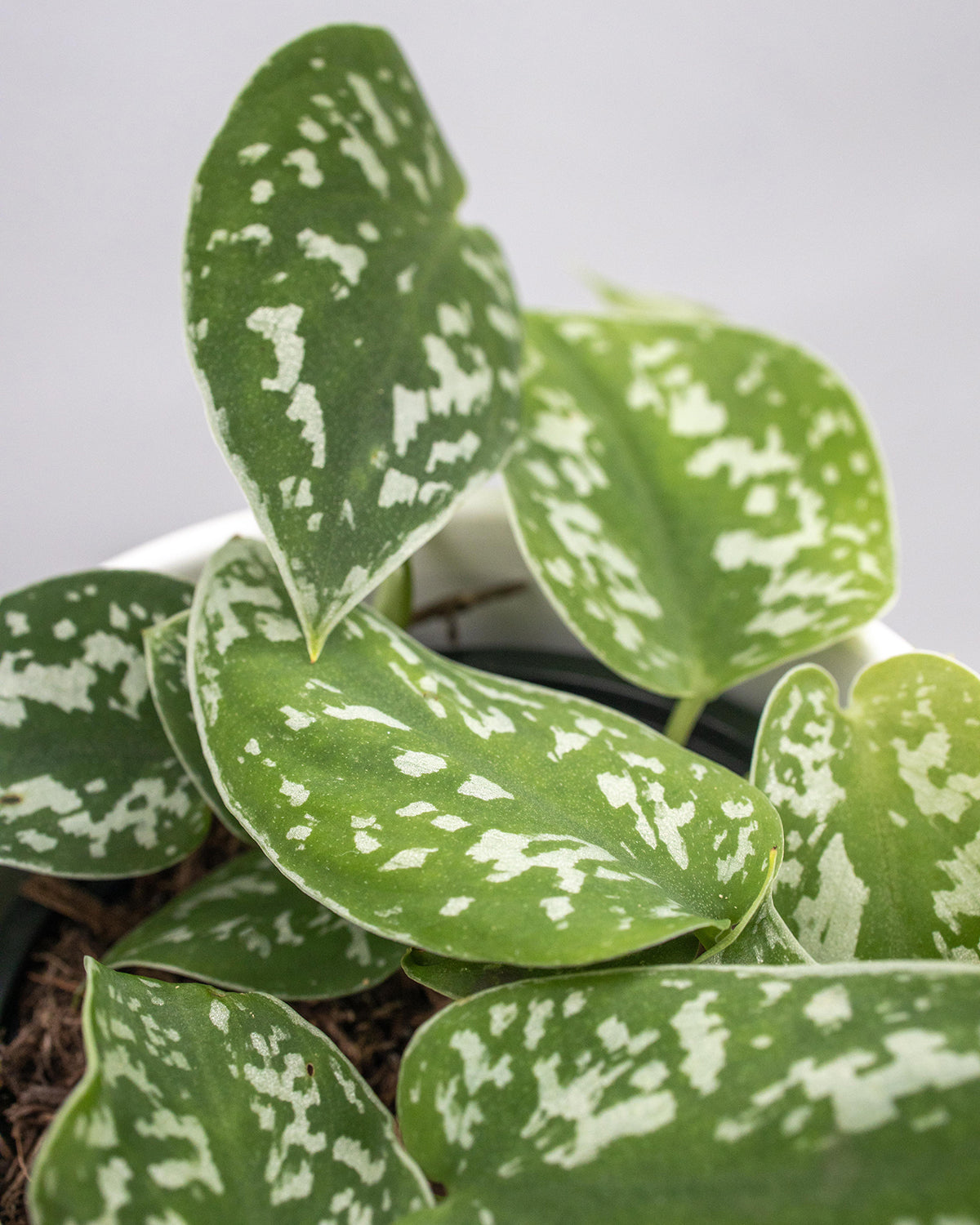 Scindapsus Pictus Argyraeus | Buy Online Now | The Green Grower