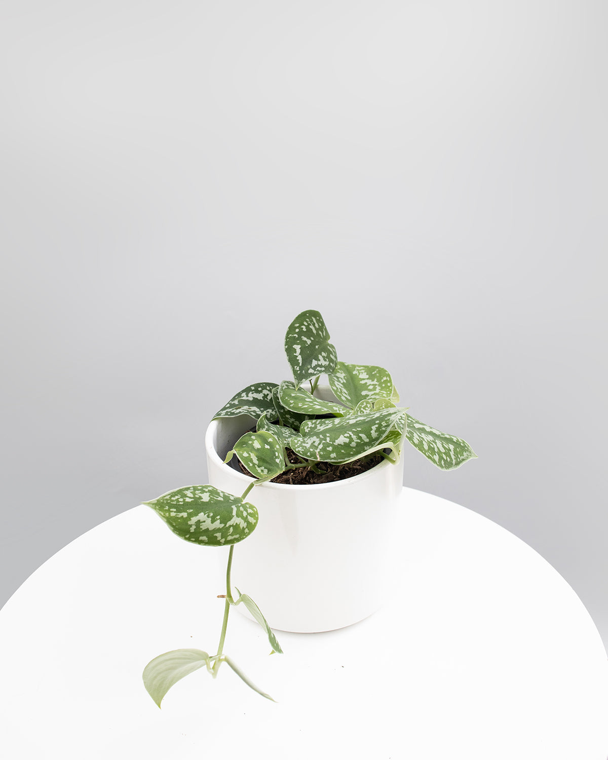 Scindapsus Pictus Argyraeus | Buy Online Now | The Green Grower