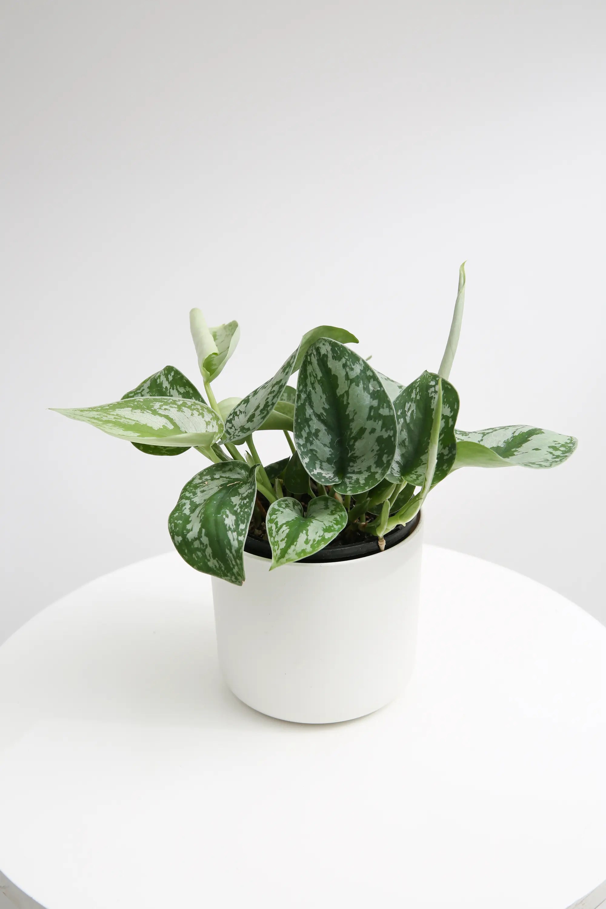 Scindapsus Exotica | Buy Online Now | The Green Grower