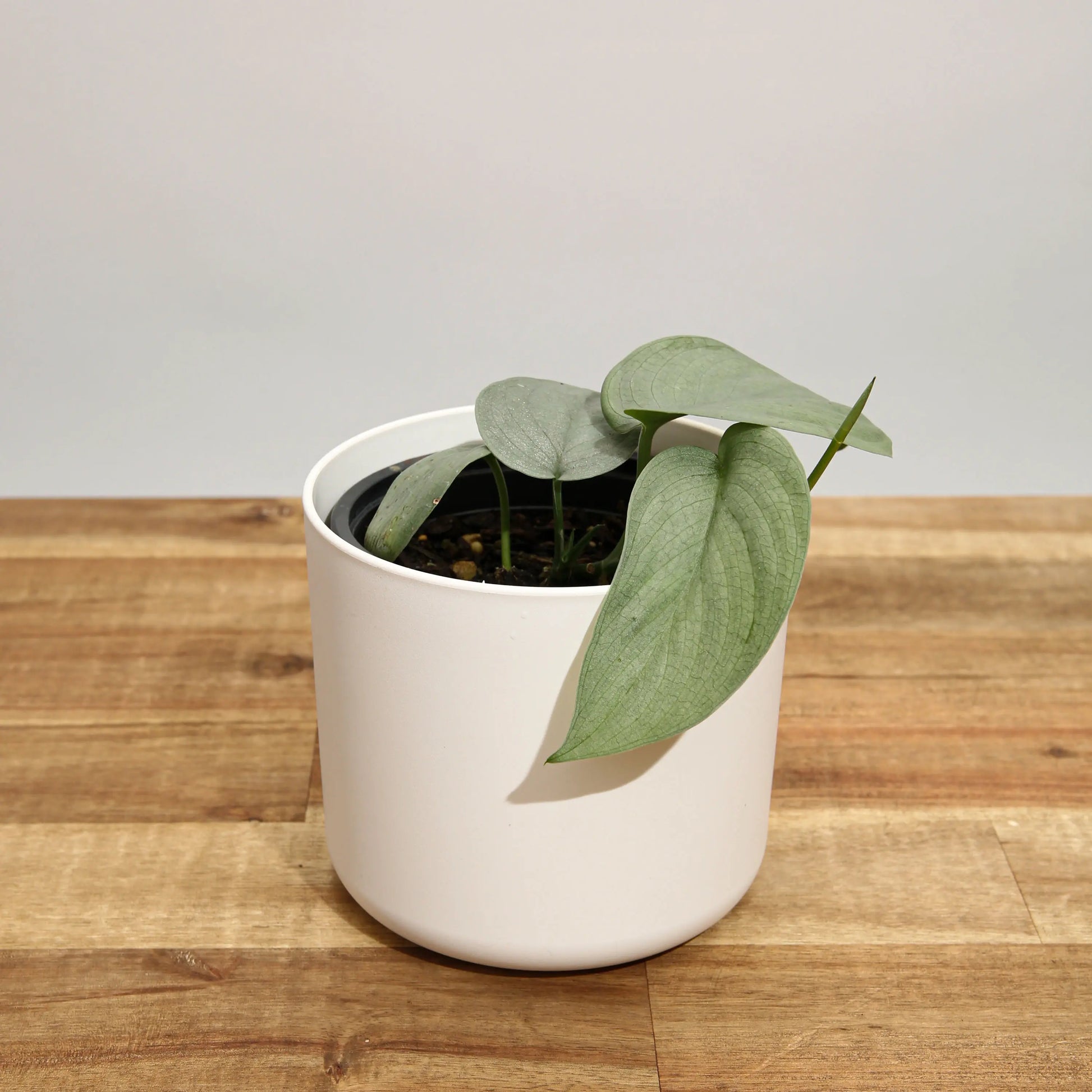 Scindapsus Platinum | Buy Online Now | The Green Grower
