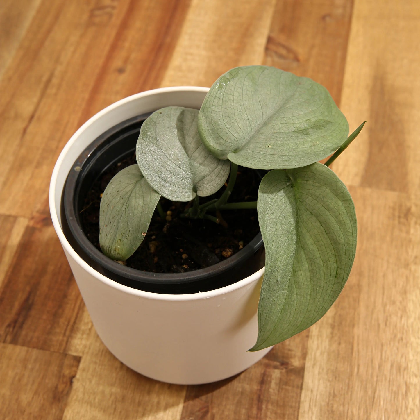 Scindapsus Platinum | Buy Online Now | The Green Grower