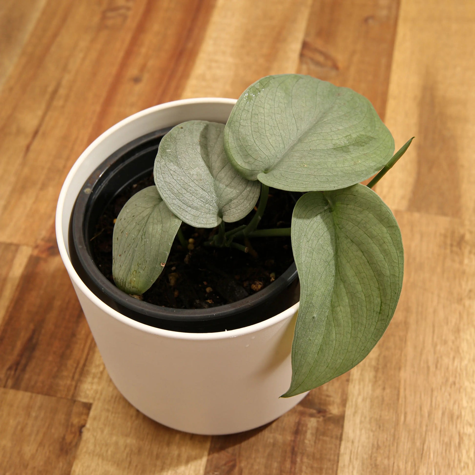 Scindapsus Platinum | Buy Online Now | The Green Grower