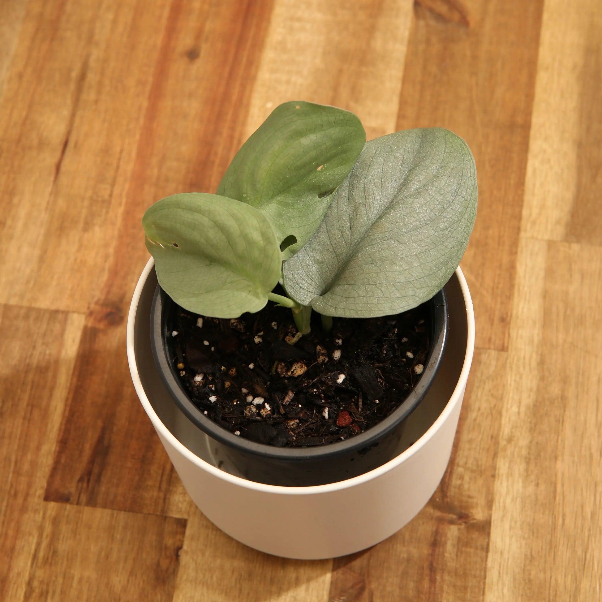 Scindapsus Platinum | Buy Online Now | The Green Grower