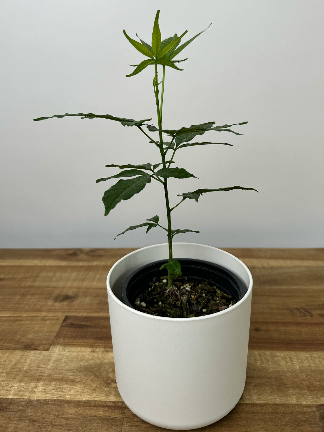 5 Unique Fruit Tree Varieties To Grow In Your Backyard – The Green Grower