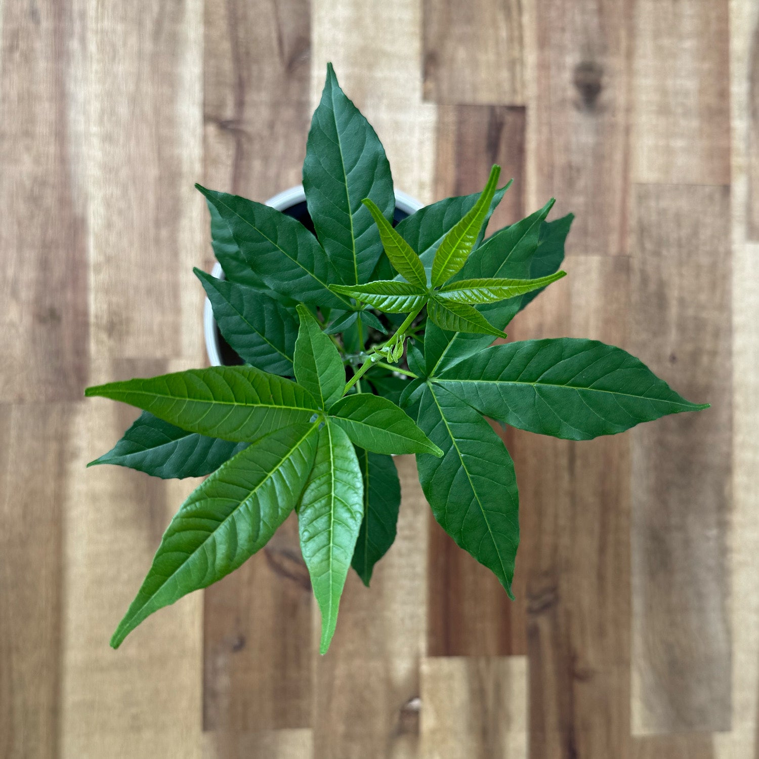 We Sell Tropical Fruit Trees That Aren't Common in NZ – The Green Grower