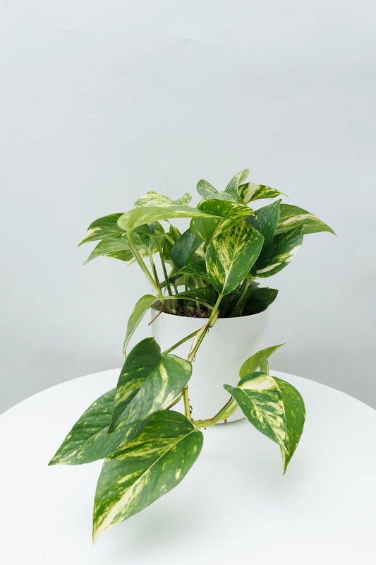 Discover Our Pothos | The Green Grower