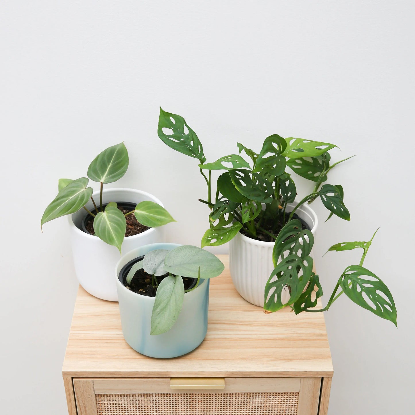 Scindapsus Platinum | Buy Online Now | The Green Grower