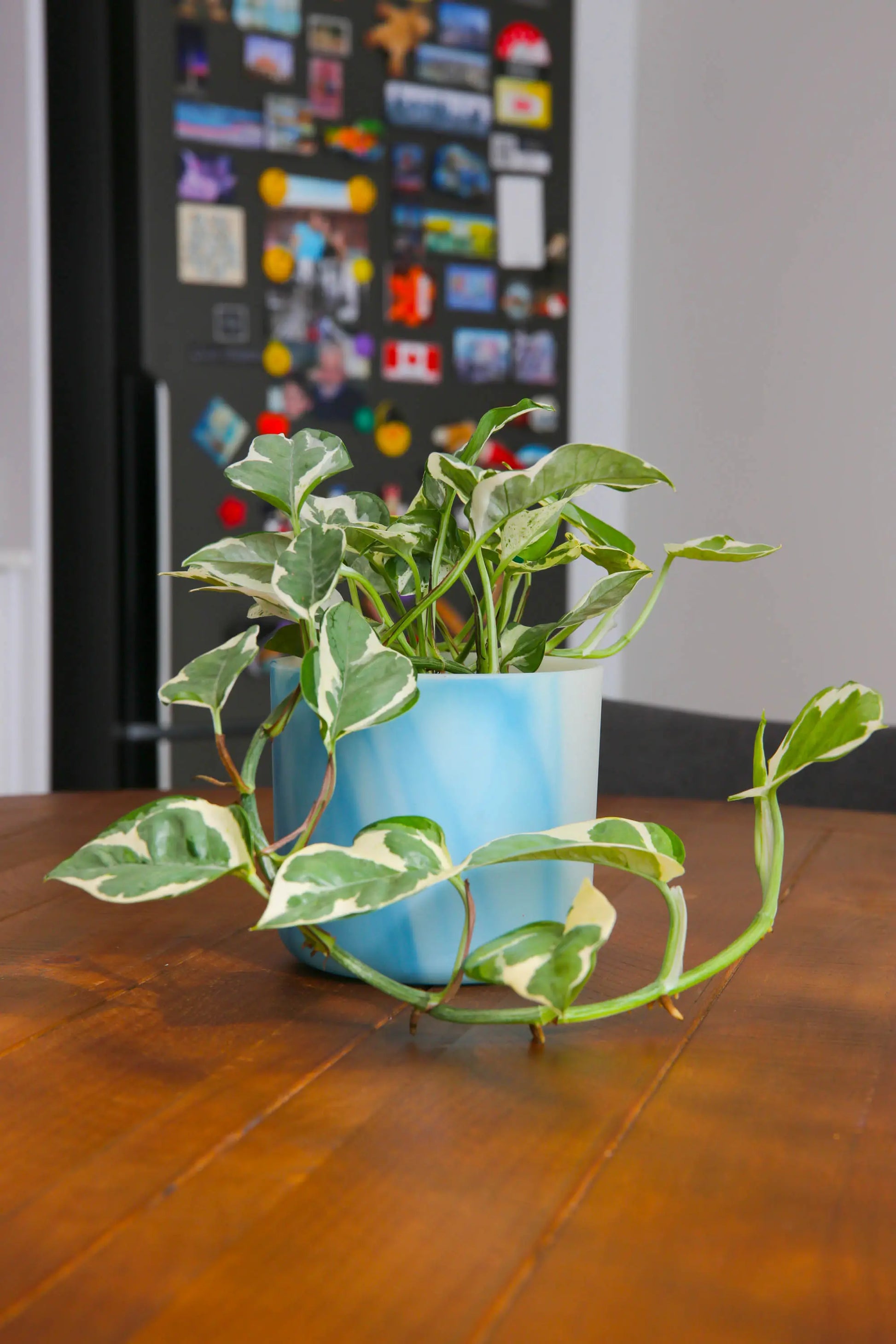 Pothos Glacier | Buy Online Now | The Green Grower