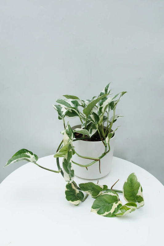 Indoor Plants | The Green Grower – Page 2