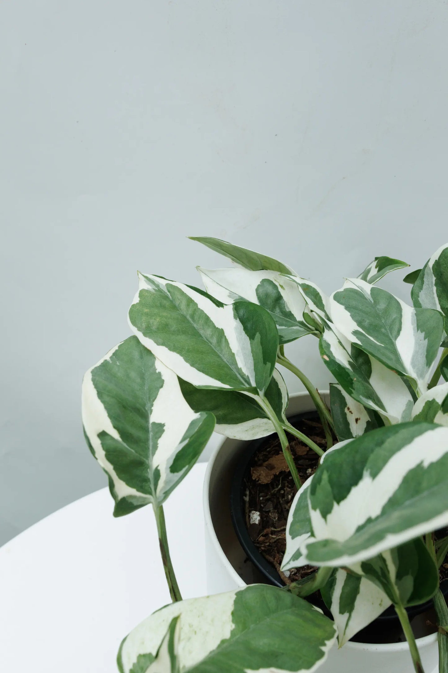 Pothos N'Joy | Buy Online Now | The Green Grower