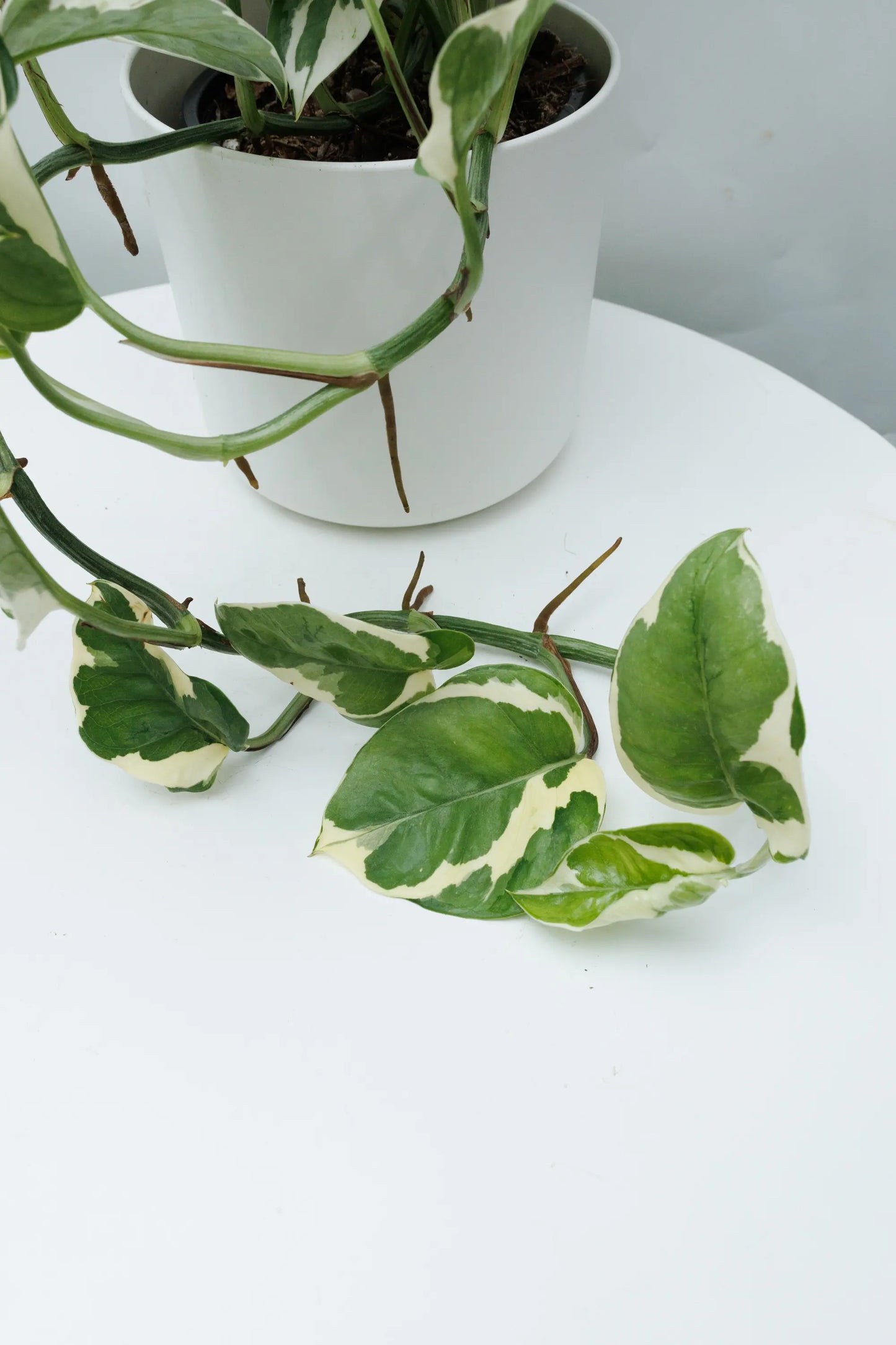 Pothos N'Joy | Buy Online Now | The Green Grower