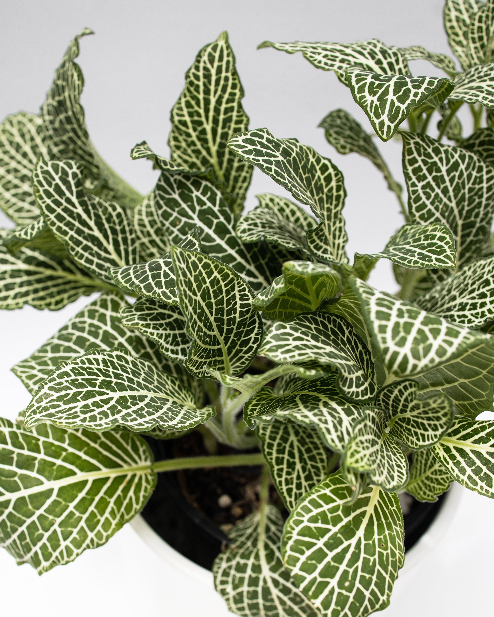 Fittonia Titanic | Buy Online Now | The Green Grower