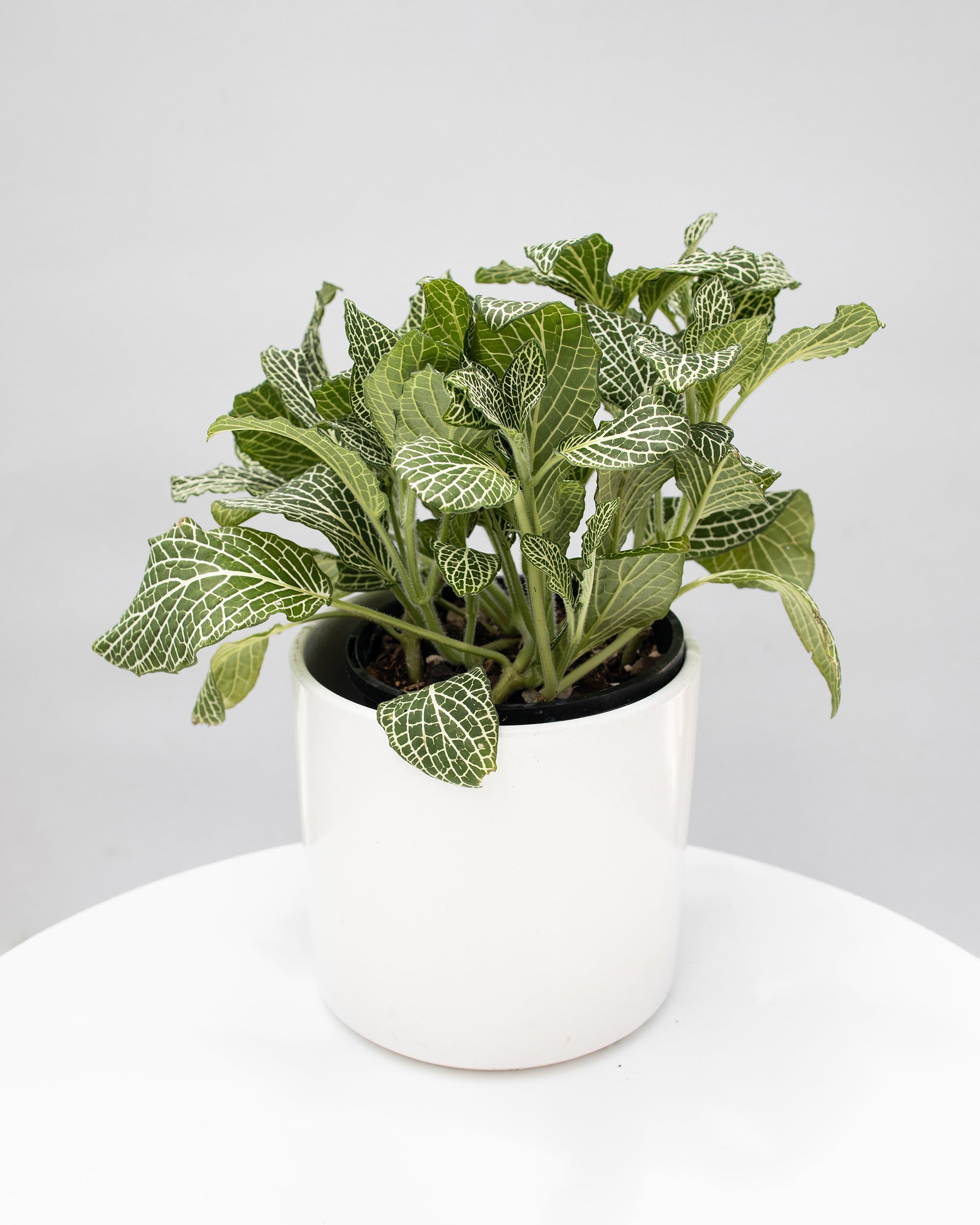 Fittonia Titanic Buy Online Now The Green Grower