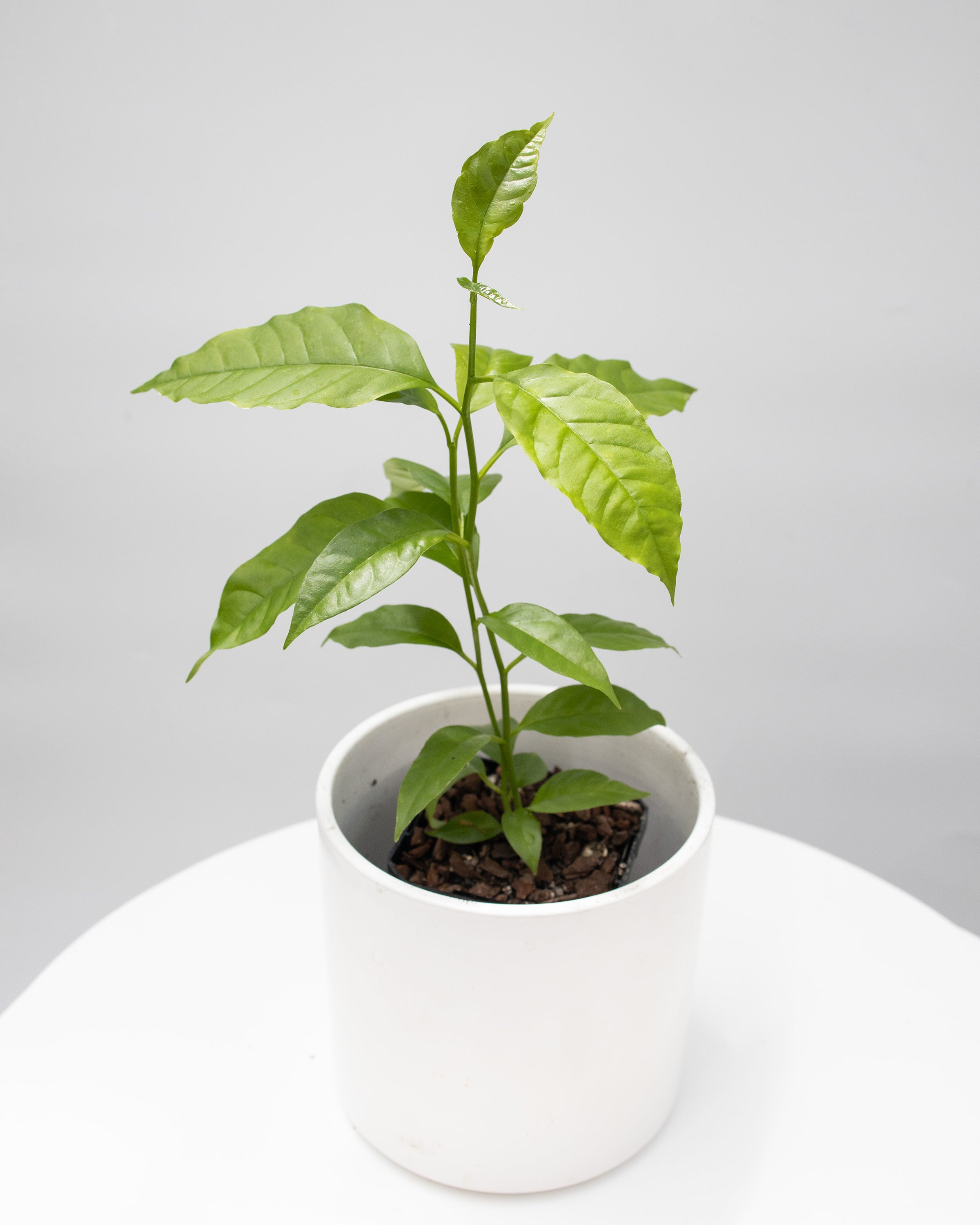 Perfect Beginner Plants | The Green Grower