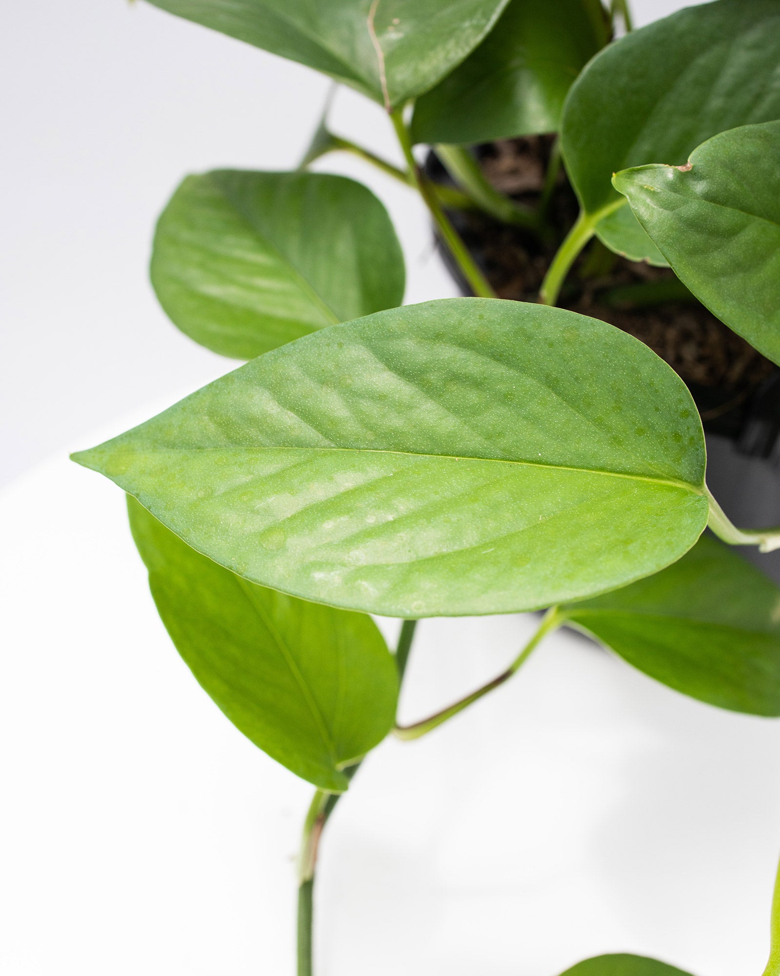 Pothos Jade | Buy Online Now | The Green Grower
