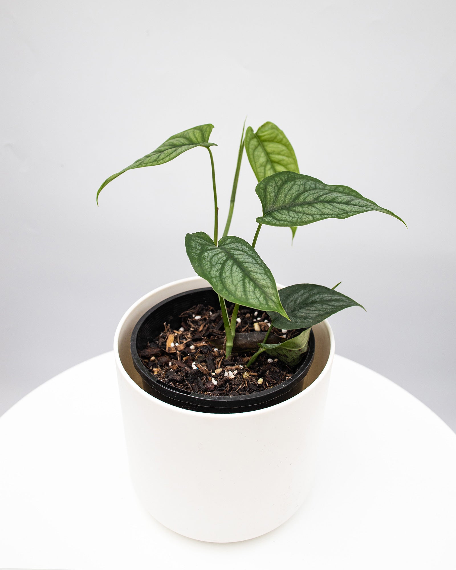Monstera Siltepecana (Silver Monstera) | Buy Online Now | The Green Grower