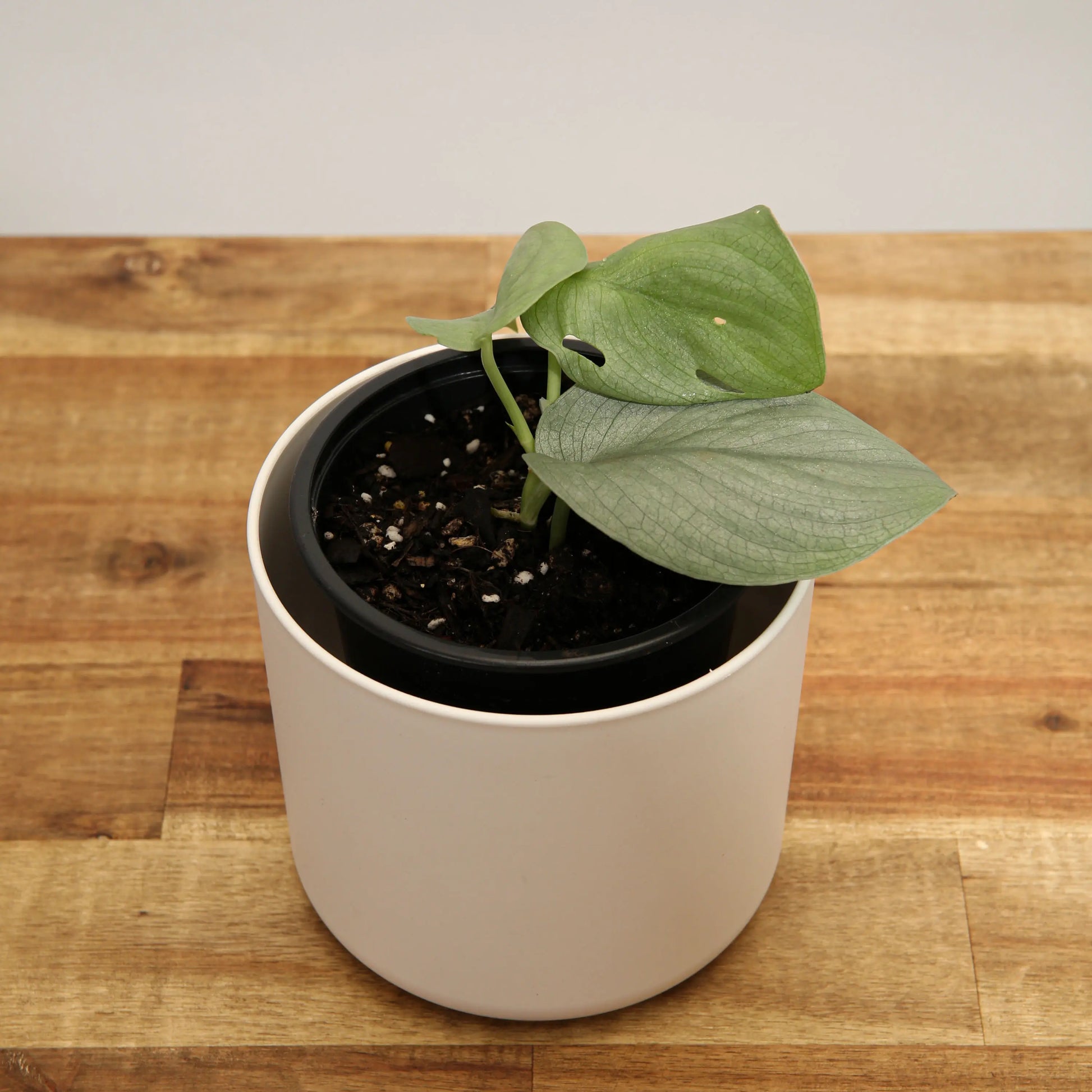 Scindapsus Platinum | Buy Online Now | The Green Grower