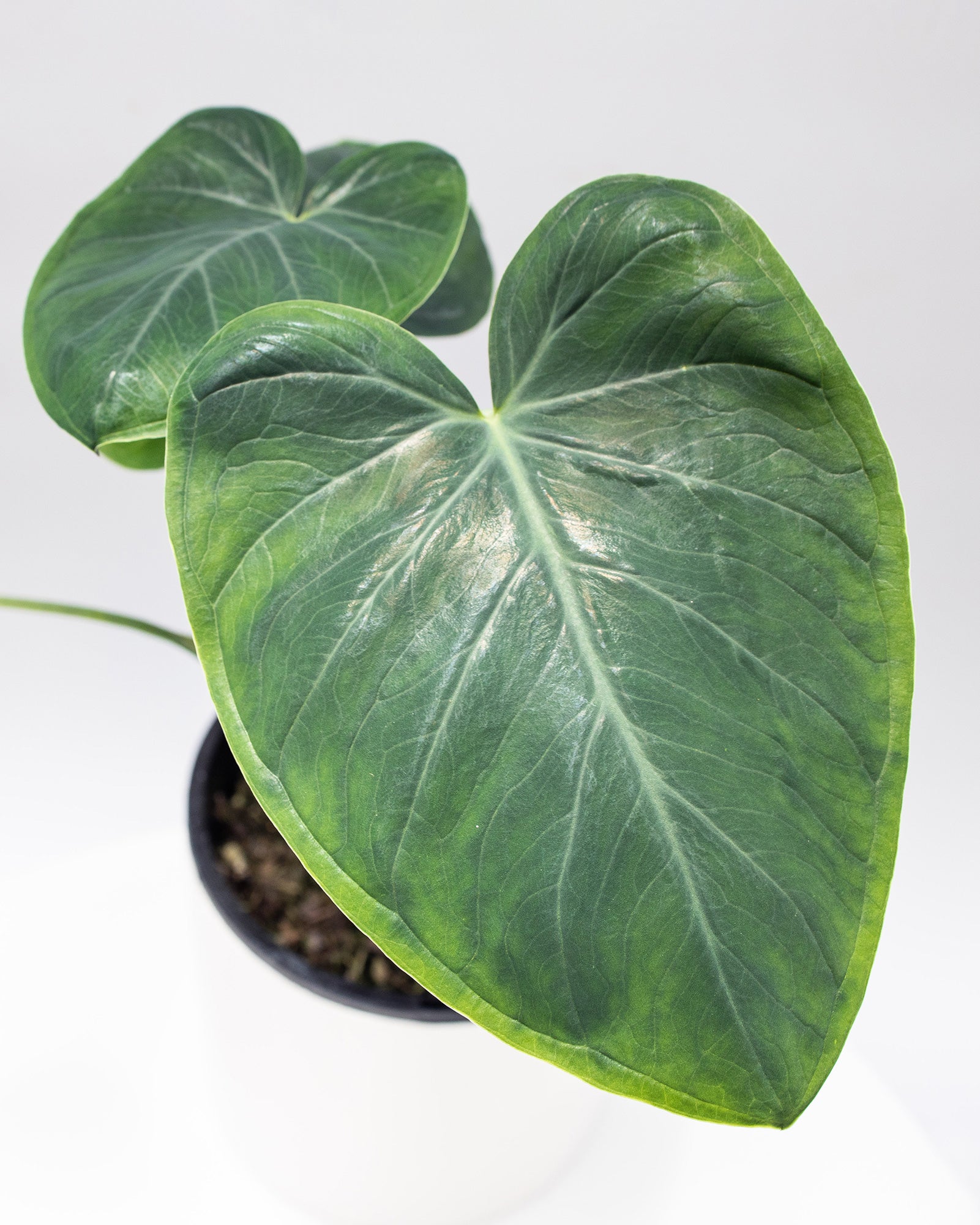 House Plants at The Green Grower – Page 4